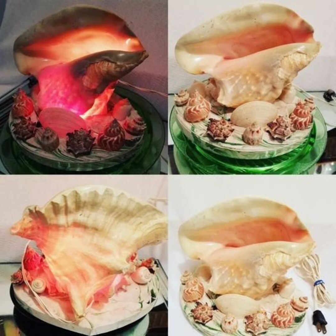 Conch Sea Shells TV Lamp/night Light With Beach Shells, Light Works ...
