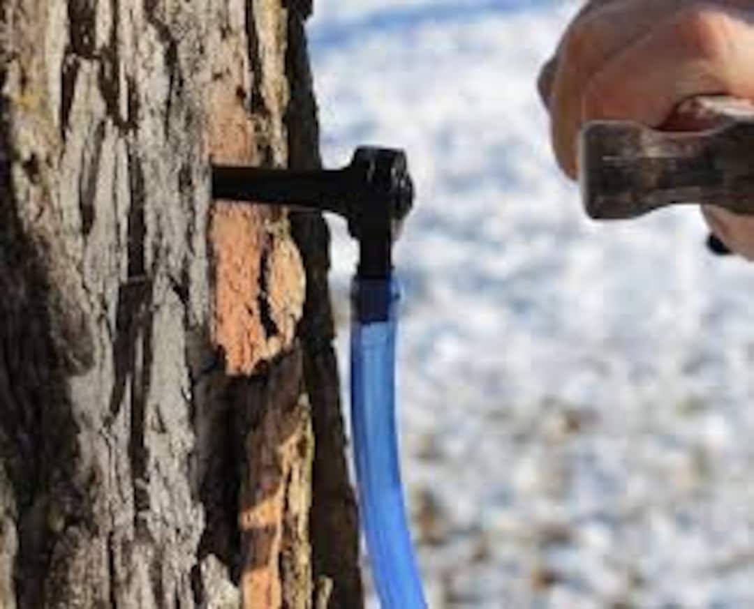 Assembled Set 3 Maple Sap Drop Lines, Taps, Spiles, Tubing, Syrup - Etsy