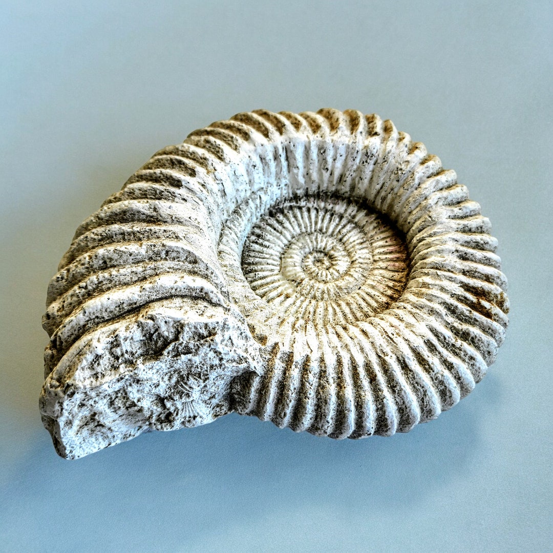 Fossil ~ Large Ammonite ~ Resin Cast Sculpture - Etsy