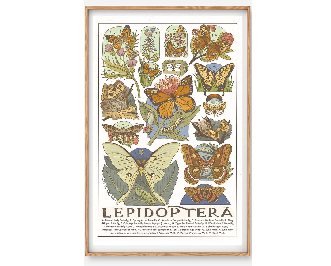 Lepidoptera Poster- Lepidoptera Art, Butterfly Illustration, Butterfly ...