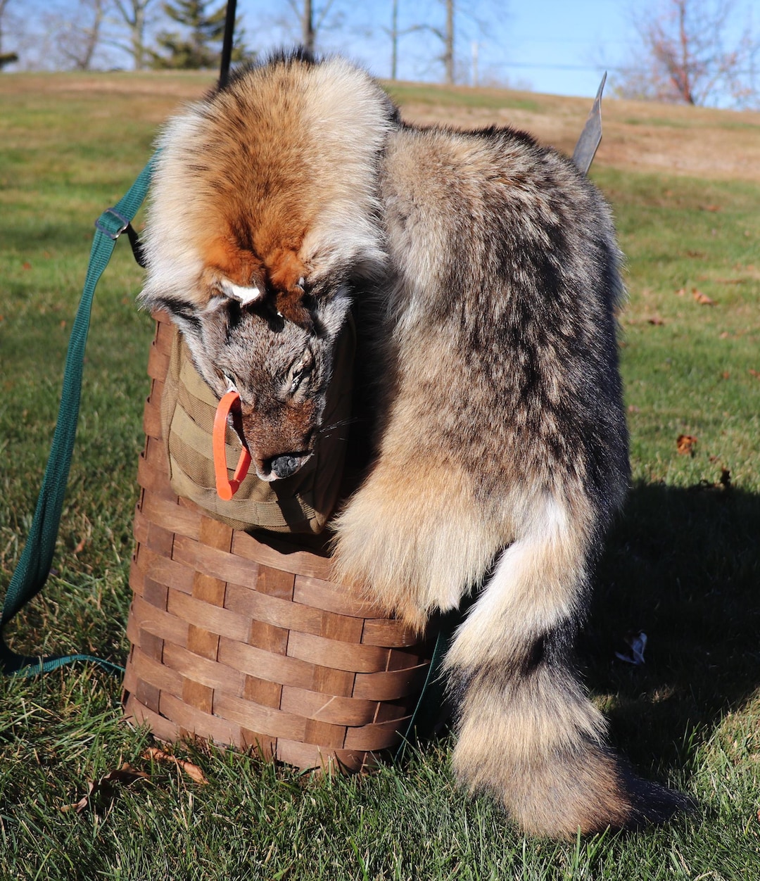 Natural Coyote Pelt, Garment-quality Tanned, Authentic Fur (22) - Etsy