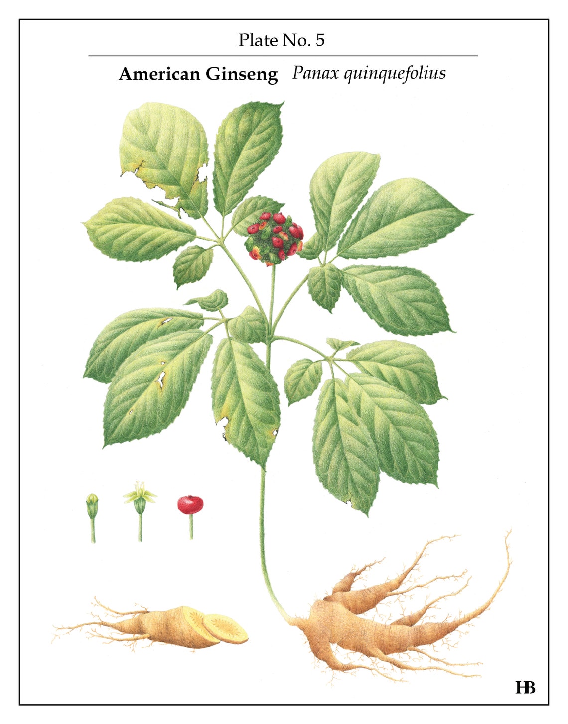 American Ginseng Botanical Illustration, Original Print - Etsy Australia