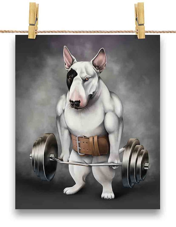 Muscular Bull Terrier