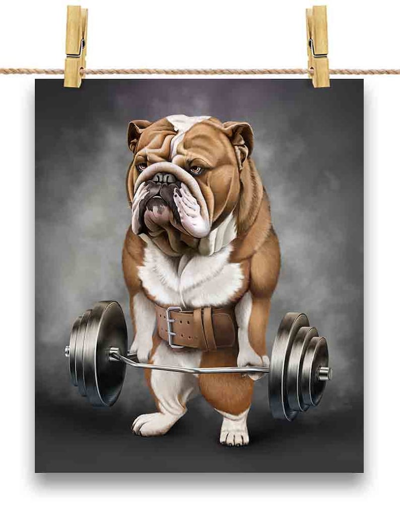English Bulldog Muscle Training With Barbell Shrug Bar Fitness Gym ...