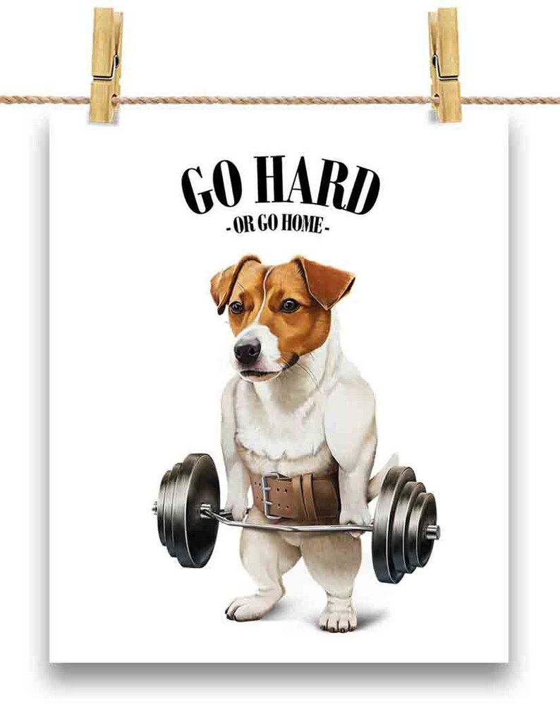 Jack Russell Terrier Dog Muscle Training With Barbell Shrug Bar Fitness ...