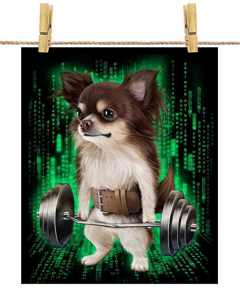 Chocolate Chihuahua Dog Muscle Training With Barbell Shrug Bar Fitness ...