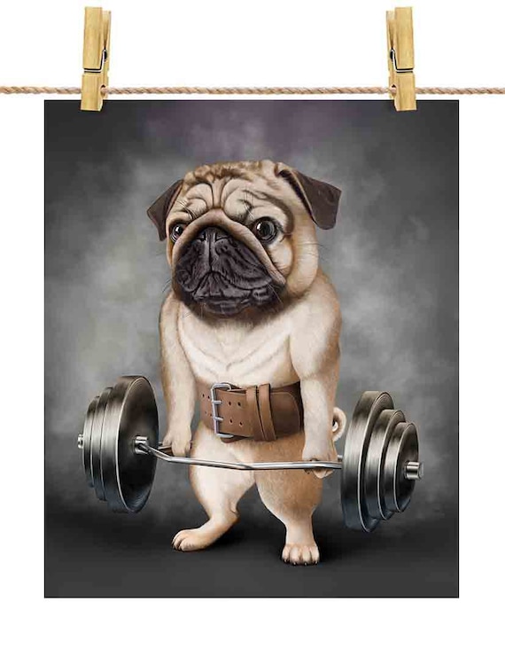 Pug Dog Lift Barbell Shrug Bar Exercise Fitness Gym Workout | Etsy