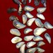 30 Mussel Shells From Cape Cod Hand Collected in their Natural | Etsy