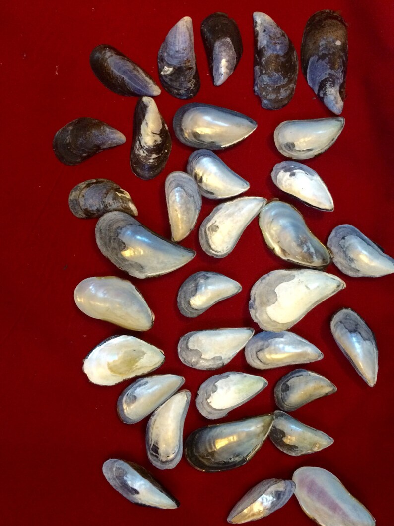 30 Mussel Shells From Cape Cod Hand Collected in their Natural | Etsy