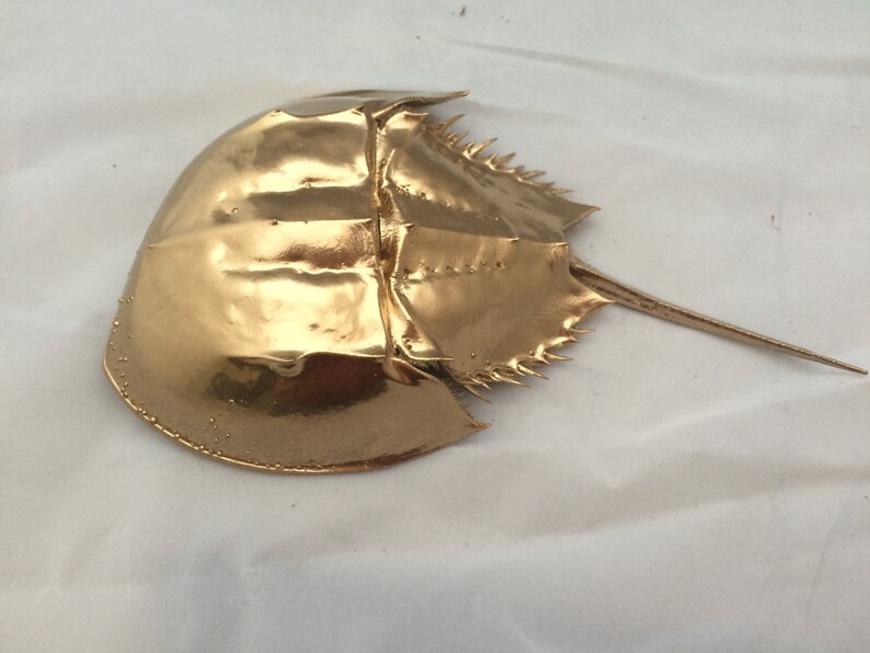 Painted Atlantic Horseshoe Crab Shell with Tail Choose Your | Etsy