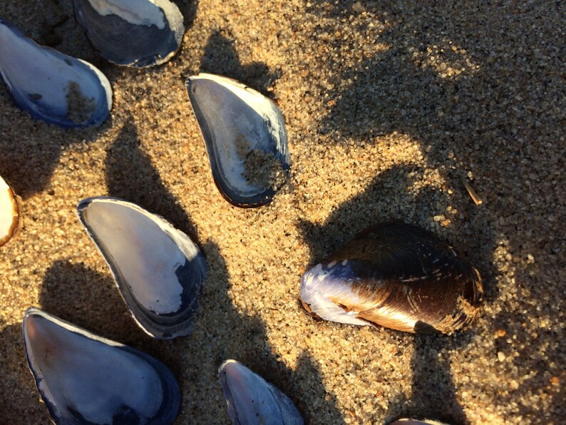 30 Mussel Shells From Cape Cod Hand Collected in their Natural | Etsy