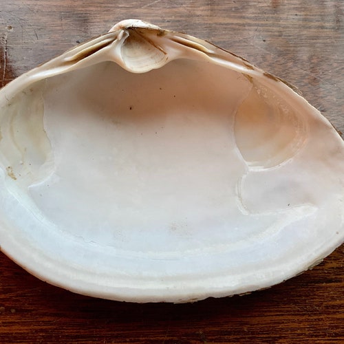 Atlantic Surf Clam Shells From Maine - Etsy