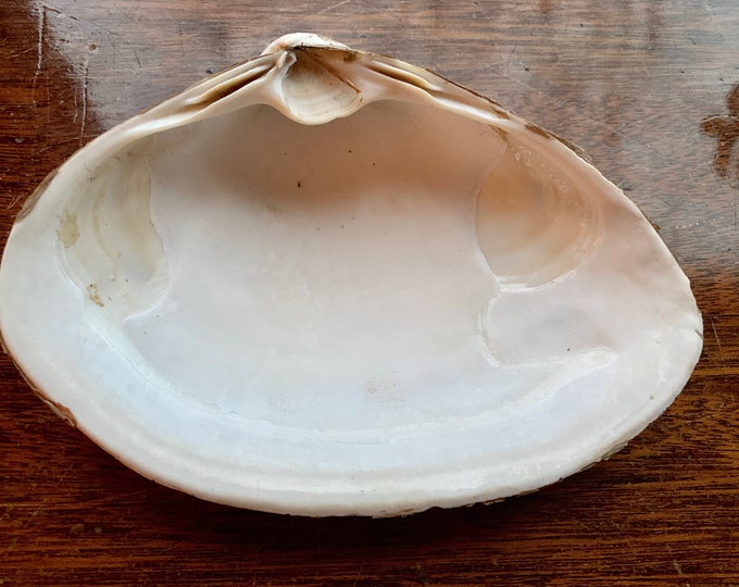 4 Extra Large Clam Shells Atlantic Surf Sea Clams From Cape Cod 4-6 ...