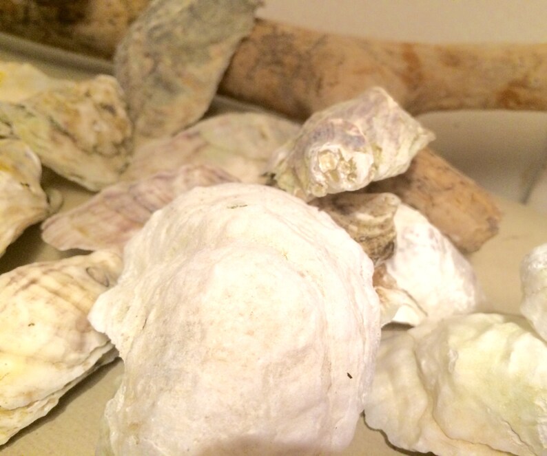 30 Cup Side Oyster Shells 2.5-3.5 Inches Long From Cape Cod | Etsy