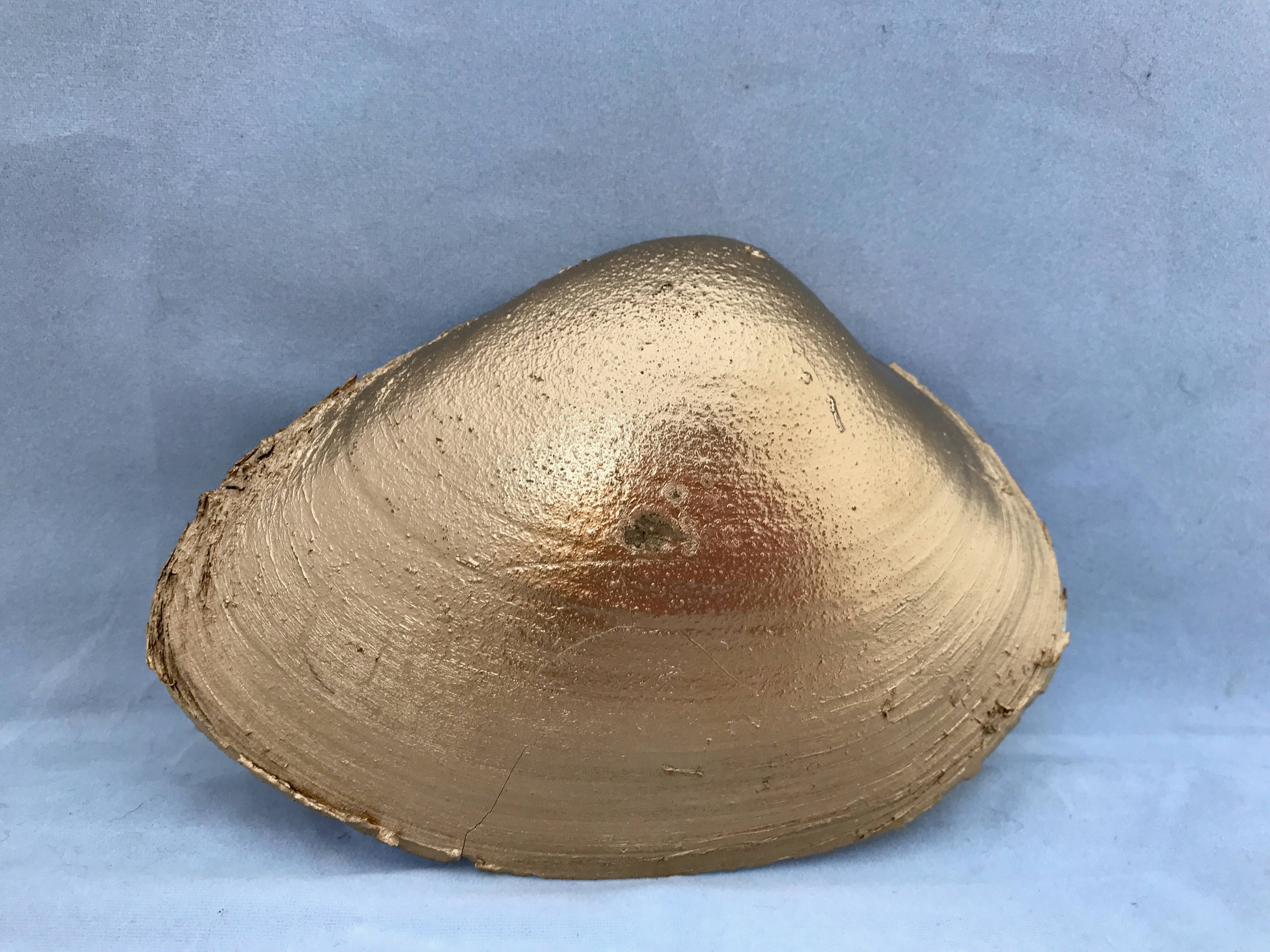 Gold Painted Extra Large Clam Shell 4-7 for Soap Dish | Etsy