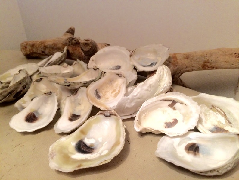 30 Cup Side Oyster Shells 2.5-3.5 Inches Long From Cape Cod | Etsy