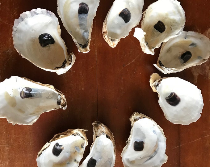 10 Large Oyster Shells CUP SIDE With Gloss Clear Coat 3-4 Inches Long ...
