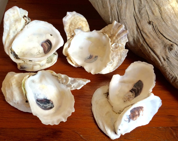 Oyster Shell Cluster From Provincetown Harbor Cape Cod Bay Hand Picked ...