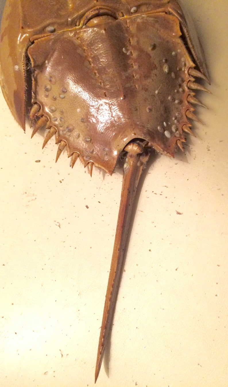 Atlantic Horseshoe Crab Shell with Tail and Legs Intact | Etsy