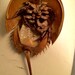Atlantic Horseshoe Crab Shell With Tail and Legs Intact - Etsy