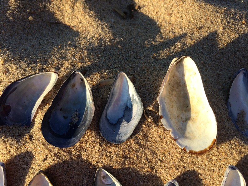 30 Mussel Shells From Cape Cod Hand Collected in their Natural | Etsy