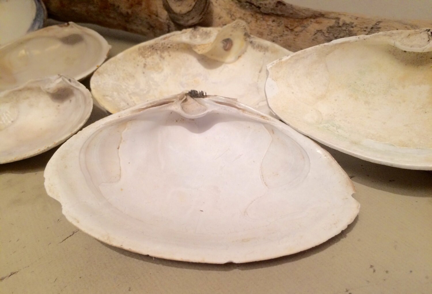 30 Extra Large Clam Shells Atlantic Surf Sea Clams from Cape | Etsy