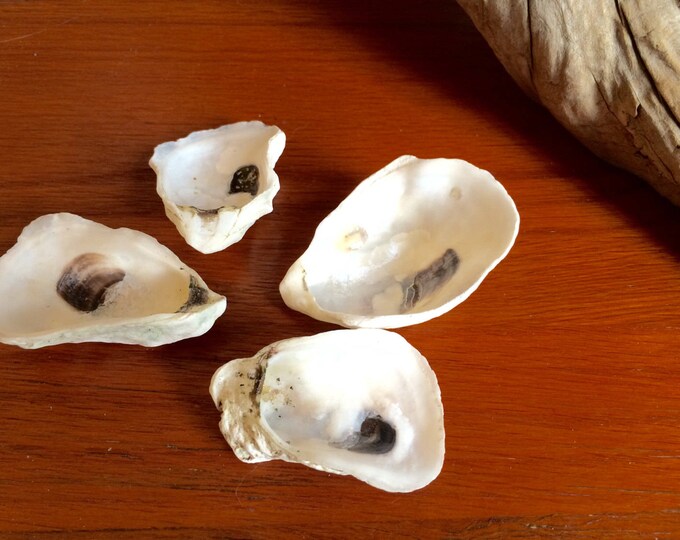 24 Cup Side Small Oyster Shells 1-2.5 Inch Shells From Provincetown ...