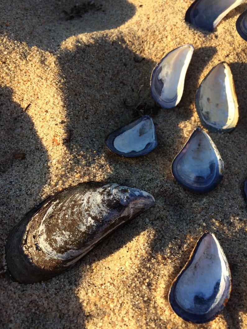 30 Mussel Shells From Cape Cod Hand Collected in their Natural | Etsy