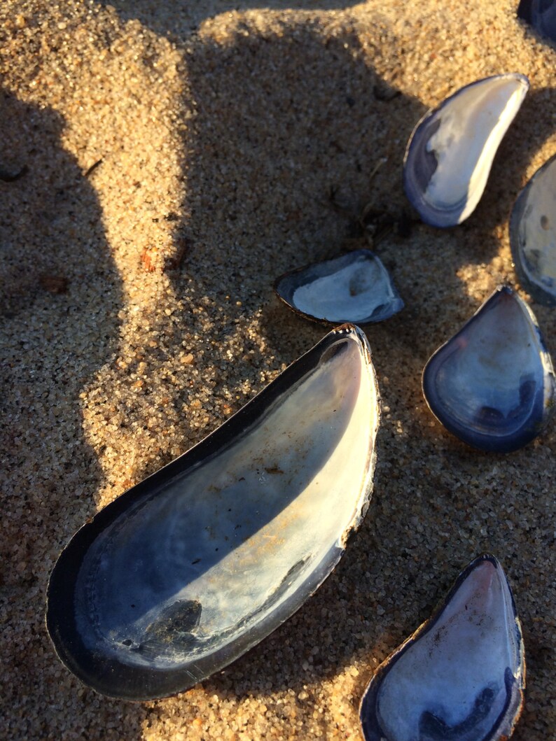 30 Mussel Shells From Cape Cod Hand Collected in their Natural | Etsy