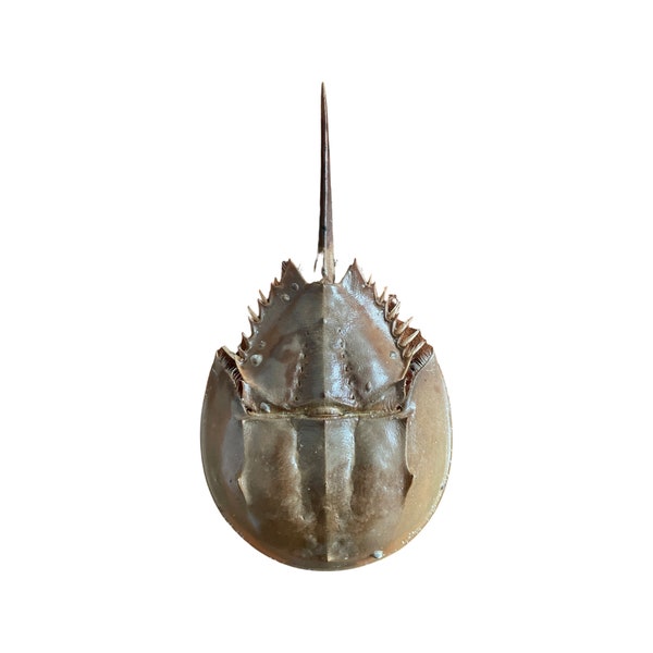 Horseshoe Crab - Etsy