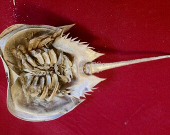 Atlantic Horseshoe Crab Shell With Tail and Legs Intact Naturally ...