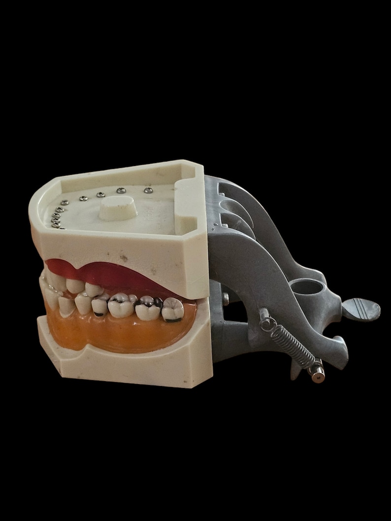 Vintage Dental Form Jaw & Teeth Model - Etsy