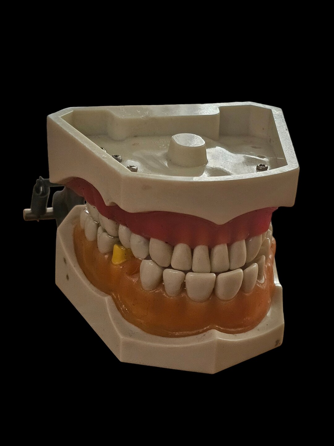 Vintage Dental Form Jaw & Teeth Model - Etsy