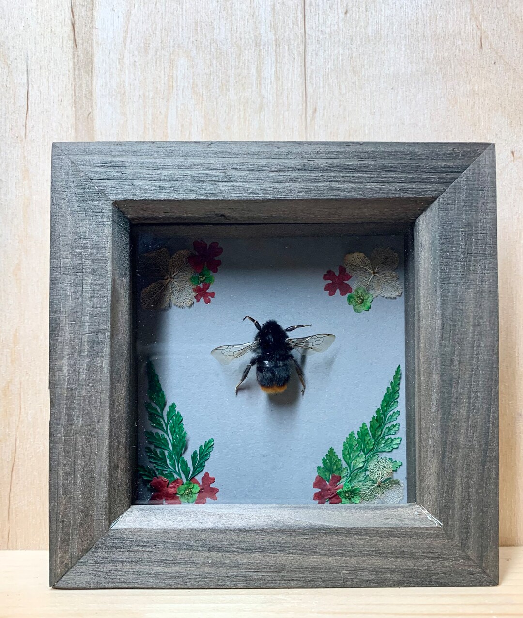 Queen Red Tailed Bumblebee Taxidermy Frame, Ethically Sourced ...