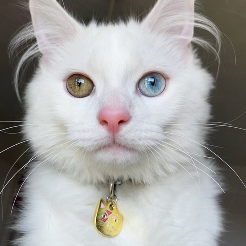 Kitty Stardust Artist Cat Collar | Etsy UK