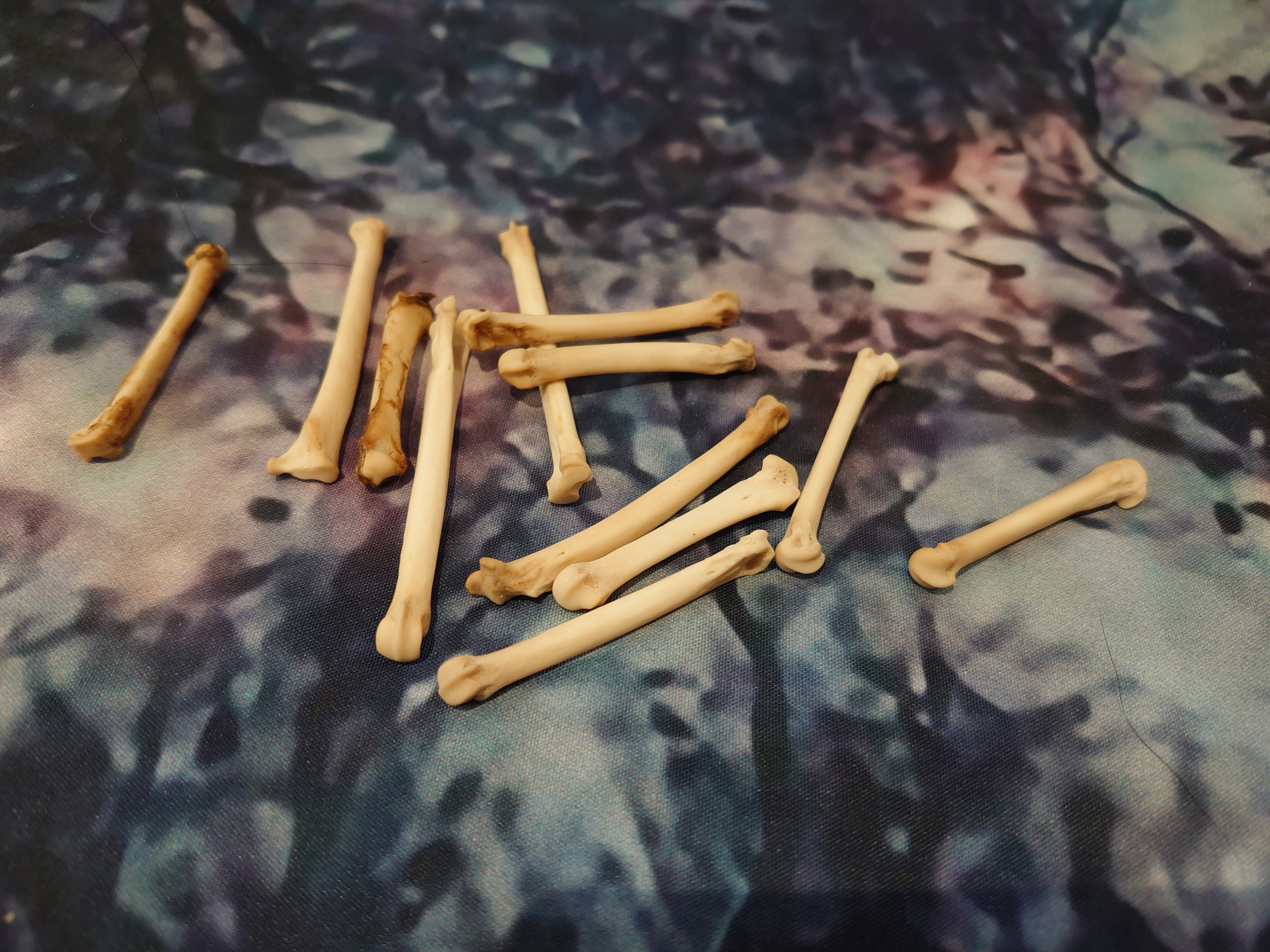 Red Fox Bones, Foot and Leg Bones, Shoulder Blade, Humerus, Tibia ...