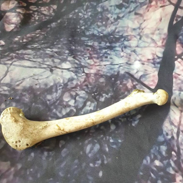 Deer Leg Bone - Etsy