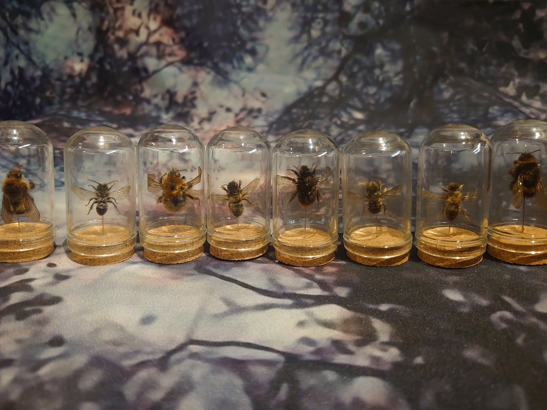 British Bee/bumblebee Mini Dome Mini Entomology, Curio Dome/cloche ...