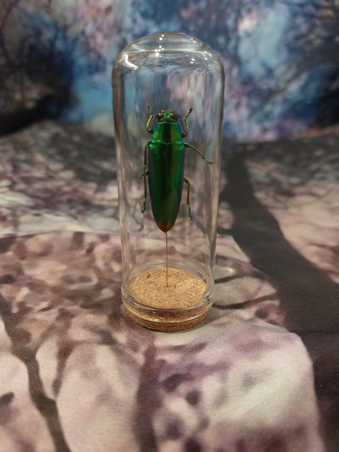 Jewel Beetle Mini Dome Mini Entomology, Curio Dome/cloche, Real Insect ...