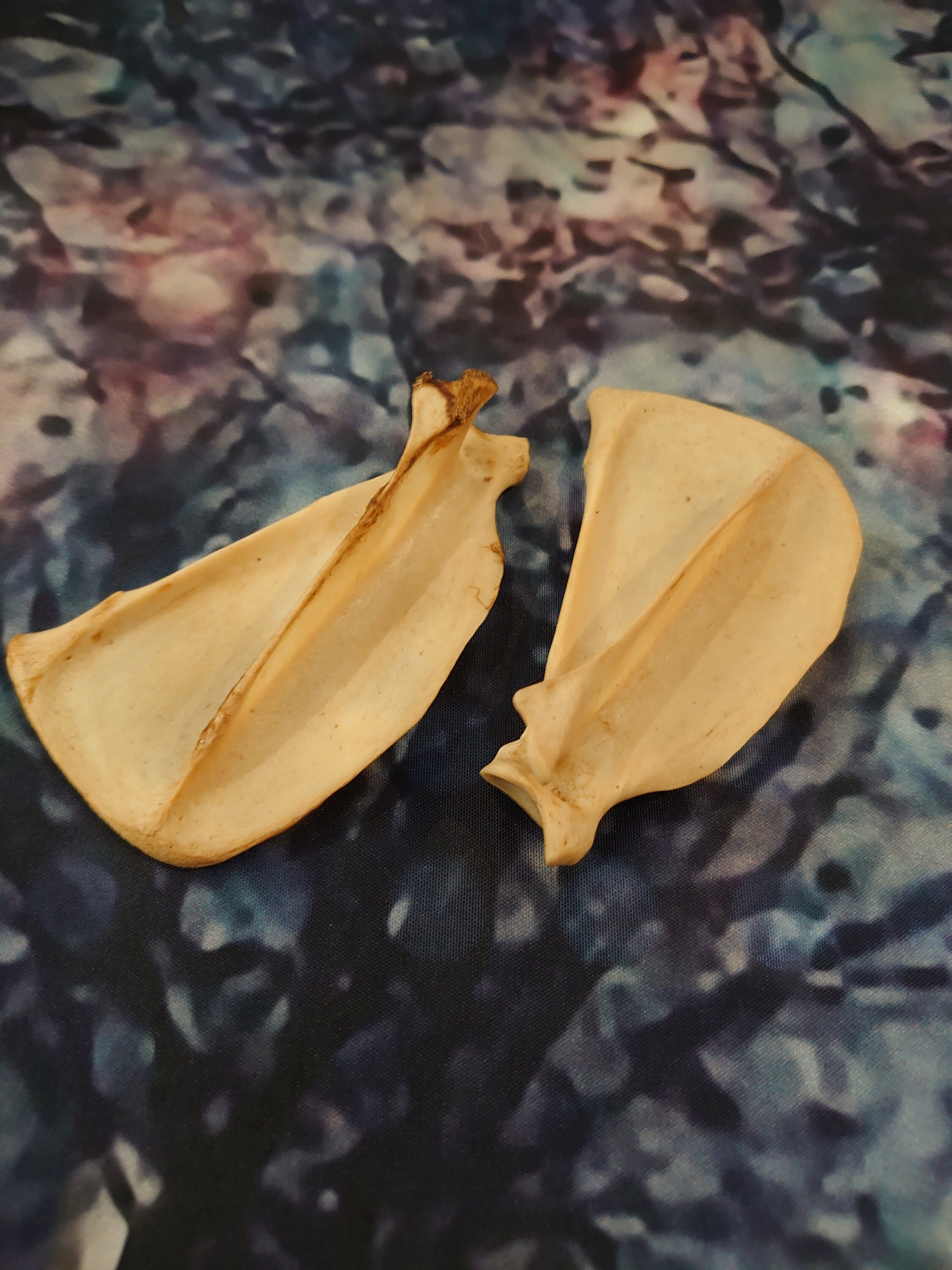 Red Fox Bones, Foot and Leg Bones, Shoulder Blade, Humerus, Tibia ...