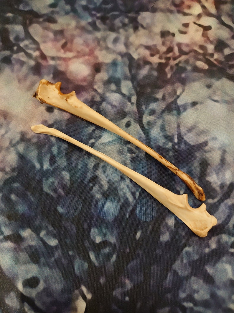 Red Fox Bones, Foot and Leg Bones, Shoulder Blade, Humerus, Tibia ...