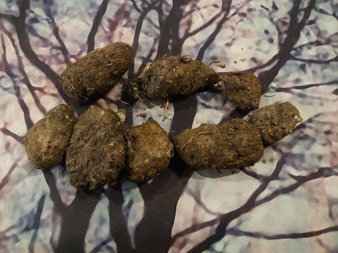Wild Barn Owl Pellets Dried - Etsy