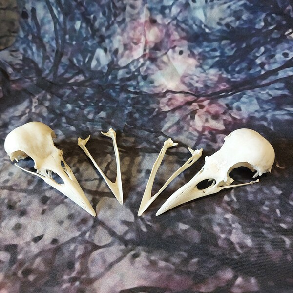 Skull Crow - Etsy