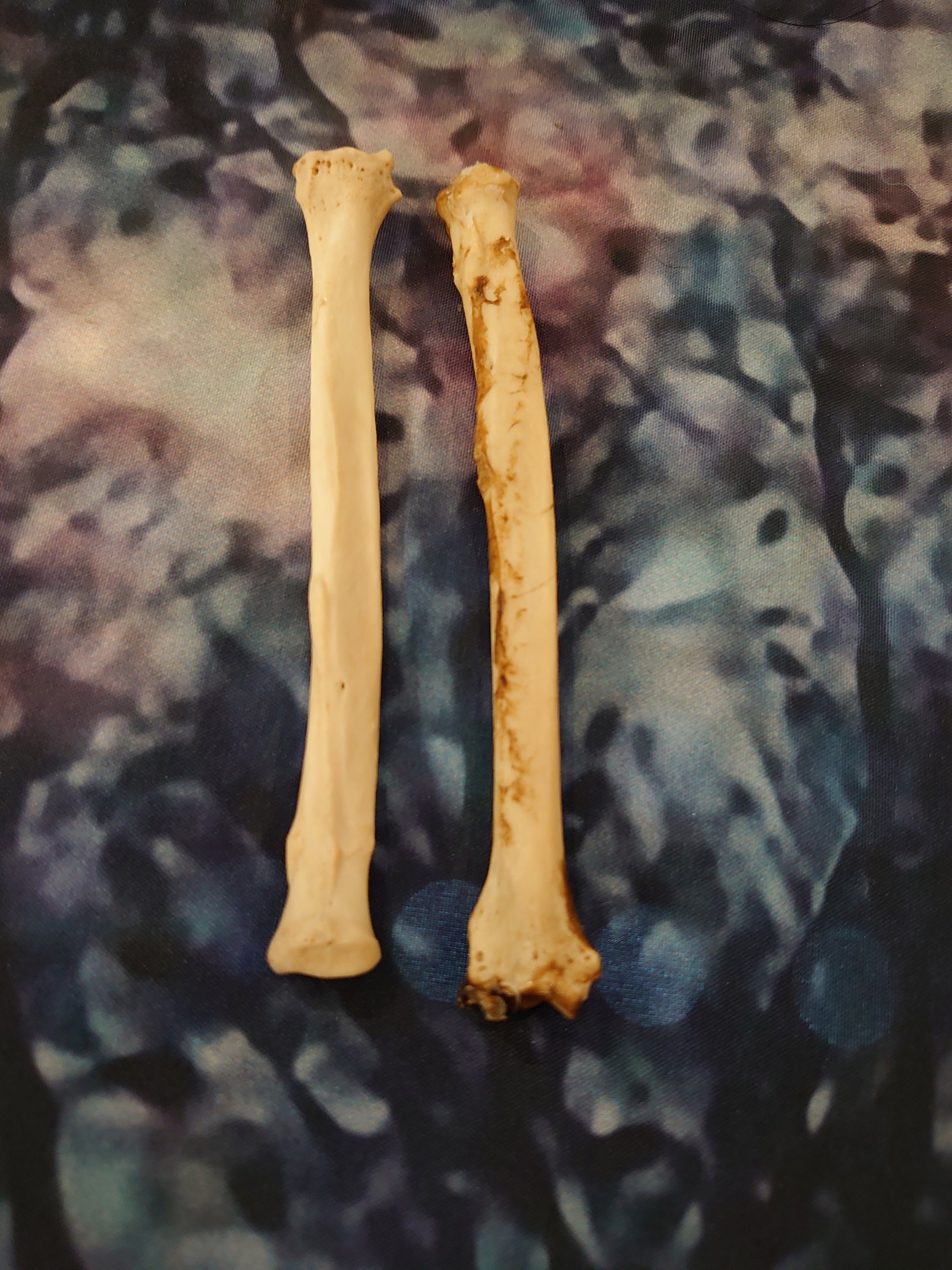 Red Fox Bones, Foot and Leg Bones, Shoulder Blade, Humerus, Tibia ...