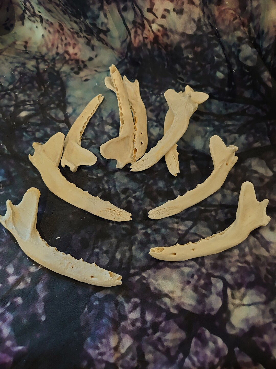 Red Fox Jaw Bone Craft Grade - Etsy UK