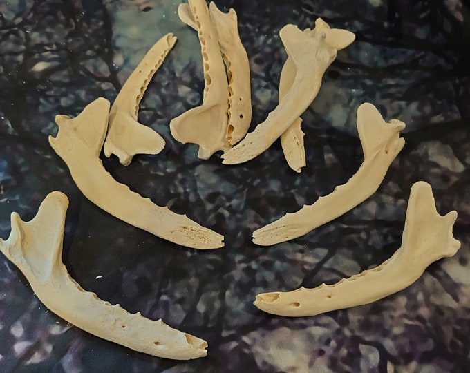 Red Fox Jaw Bone Craft Grade - Etsy