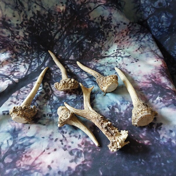 Deer Antler Tips - Etsy