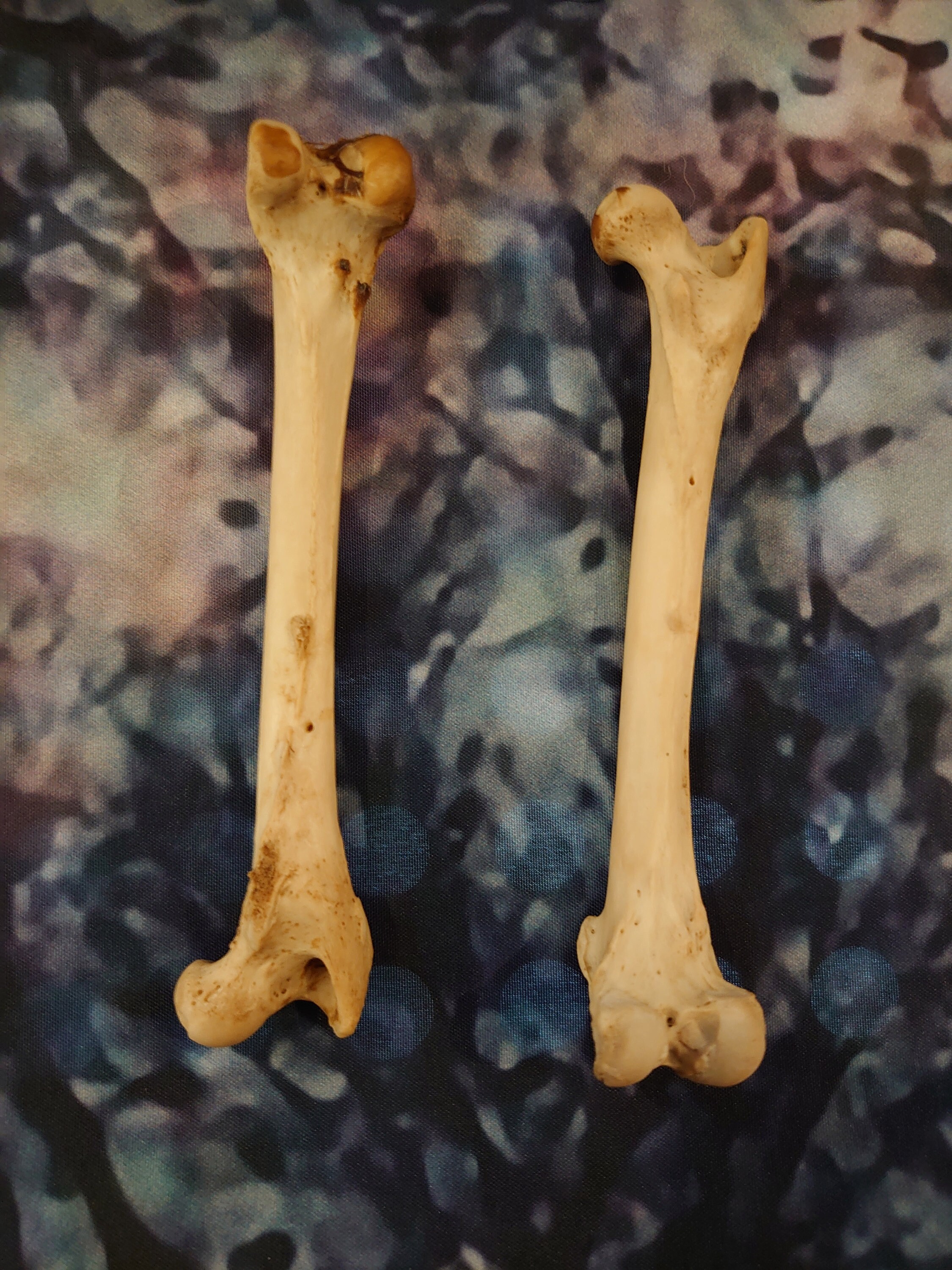 Red Fox Bones, Foot and Leg Bones, Shoulder Blade, Humerus, Tibia ...