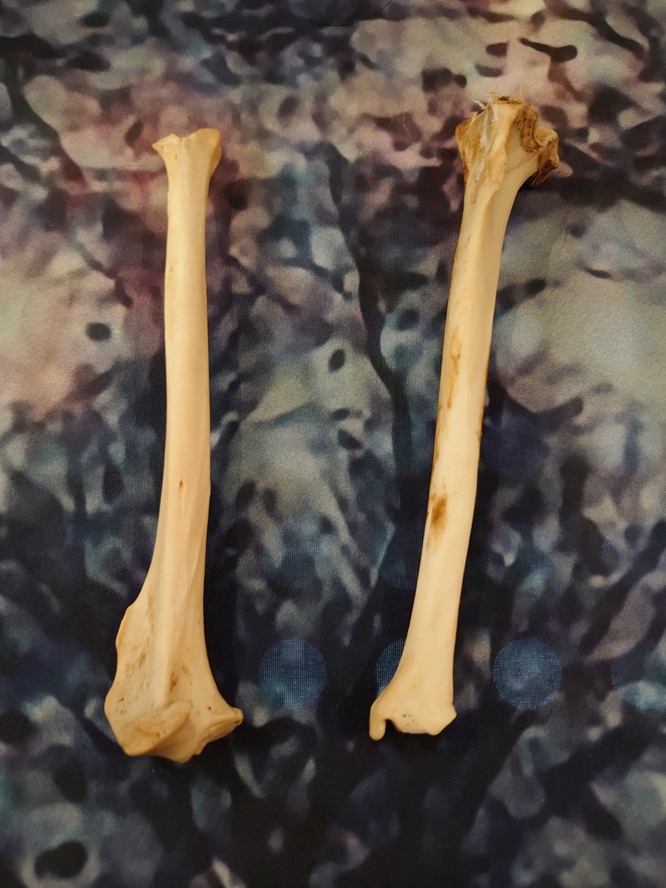 Red Fox Bones, Foot and Leg Bones, Shoulder Blade, Humerus, Tibia ...