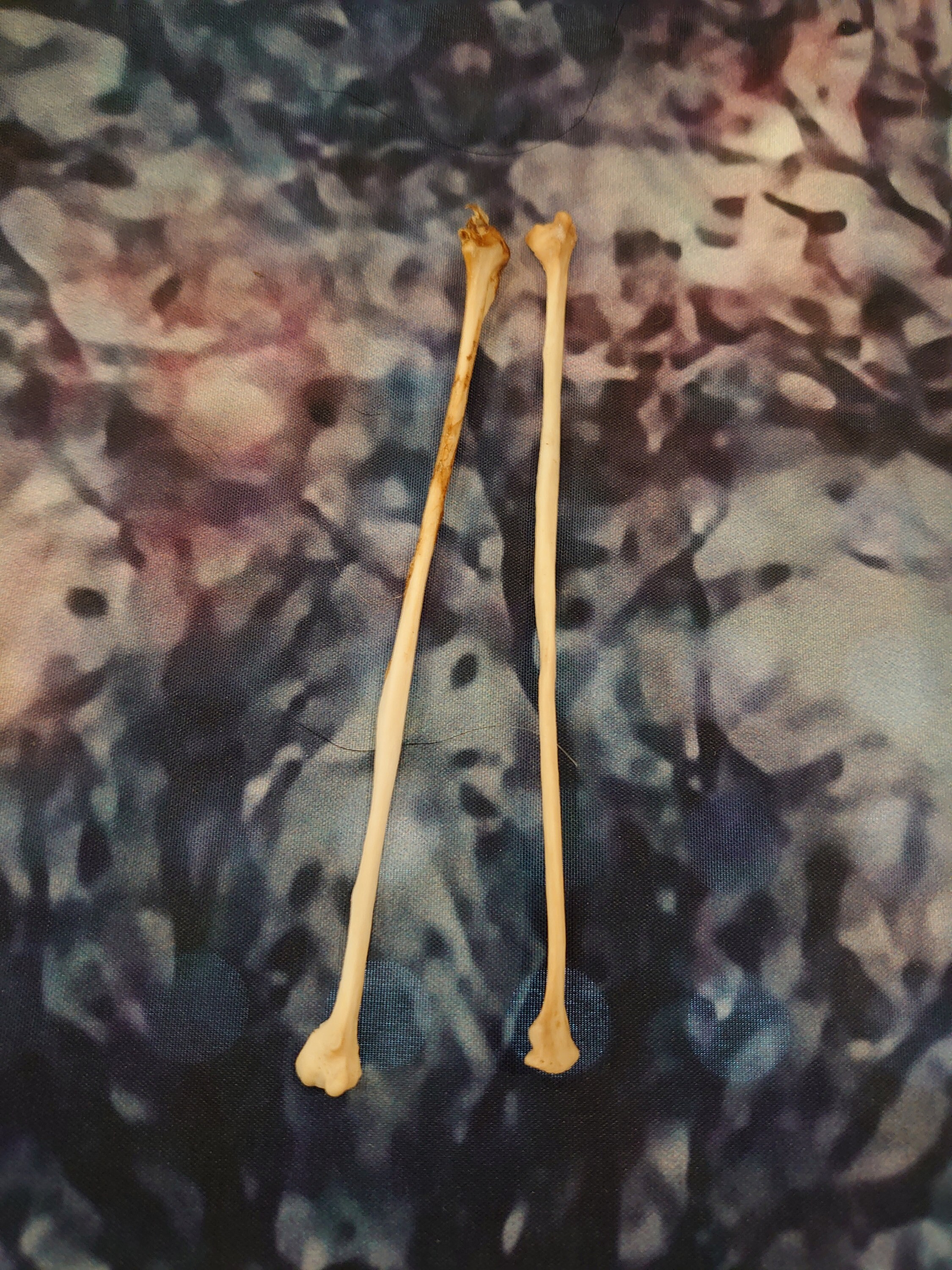 Red Fox Bones, Foot and Leg Bones, Shoulder Blade, Humerus, Tibia ...